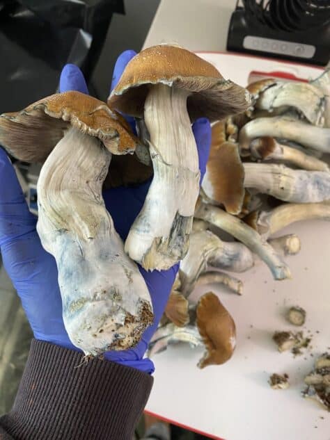 Is There Still Room for Small, Underrepresented Psilocybin Growers?