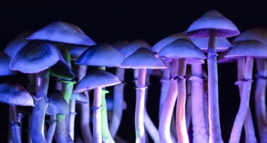 Oregon Psilocybin Centers Are Open. Here's What We Know About Them.