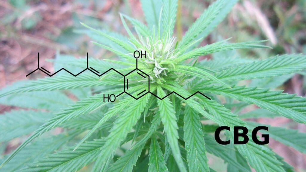 CBG, a Lesser-Known Cannabinoid, Appears to Enhance Memory