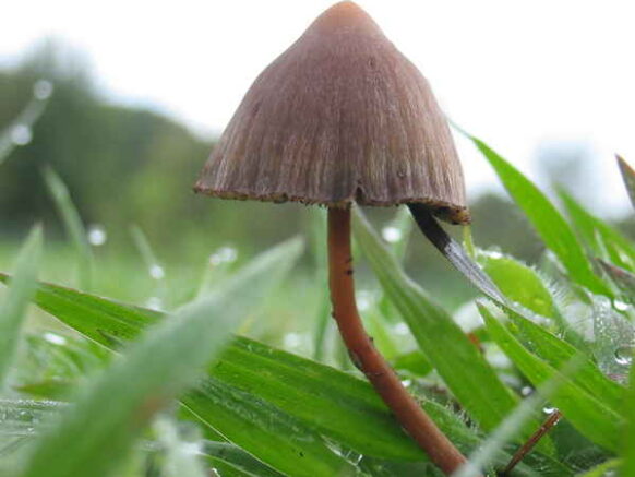 Why a Psychedelics Campaign in Washington State Stands Out