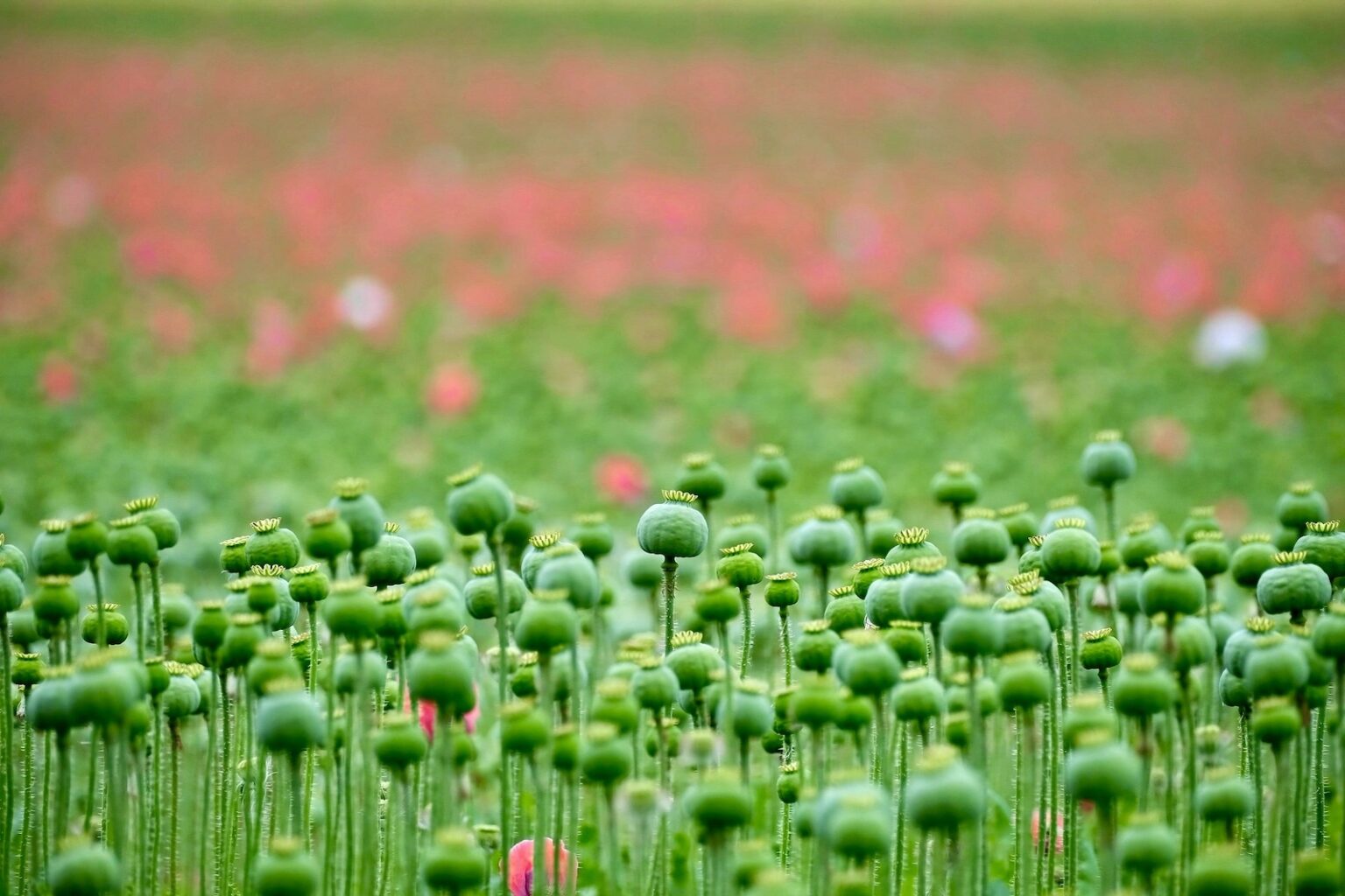 Poppy Growing Shifts to Pakistan After Taliban’s Crackdown in Afghanistan