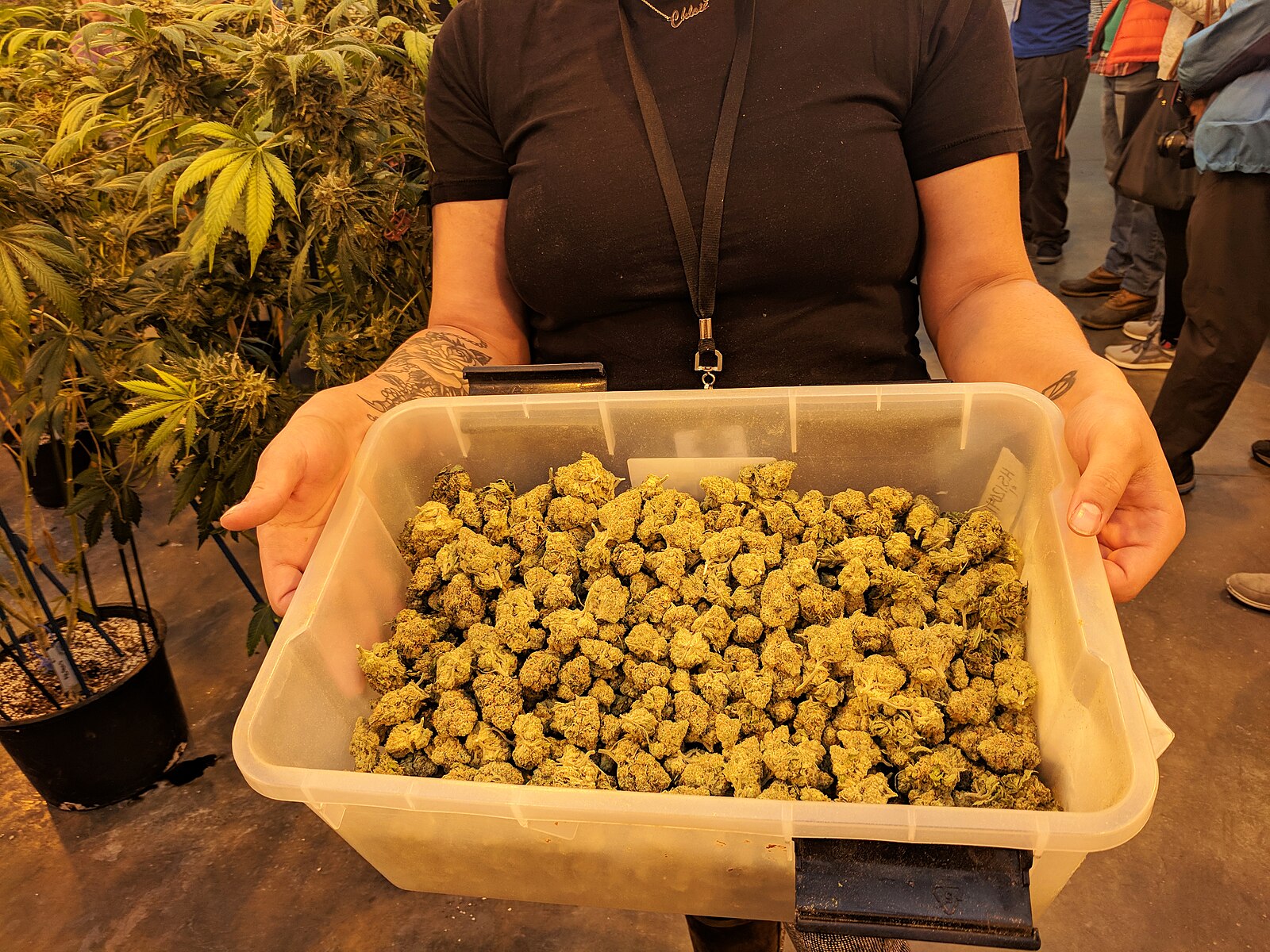 Massachusetts AG Certifies Ballot Measures to Recriminalize Adult-Use ...